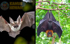Perbedaan Kalong Dan Kelelawar Penjelasan Lengkapnya