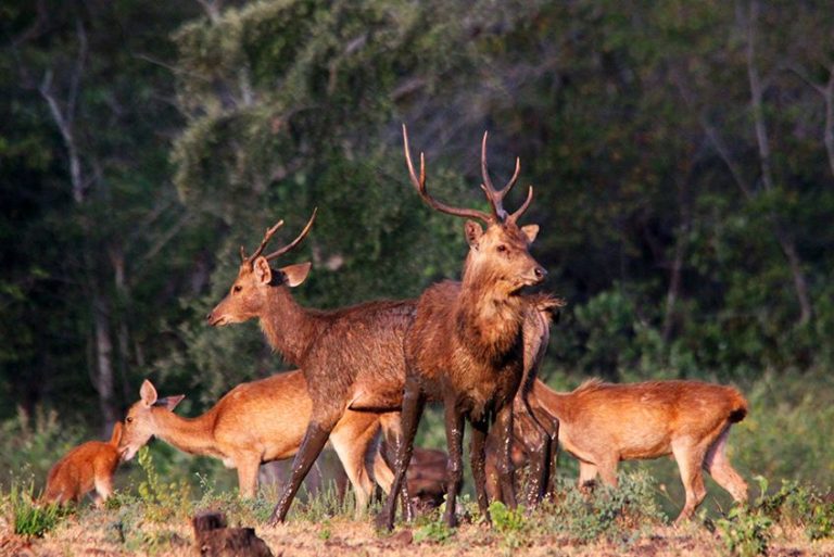 Rusa di Indonesia: Keragaman dan Konservasi