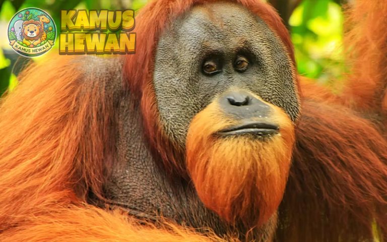 Orang Utan: Primata Pintar yang Terancam Punah