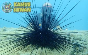 Hewan Bulu Babi: Fakta Menarik Karakteristiknya Sungguh Unik