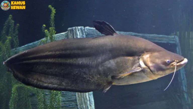 Kehidupan dan Habitat Ikan Tapah: Raksasa Air yang Terlupakan