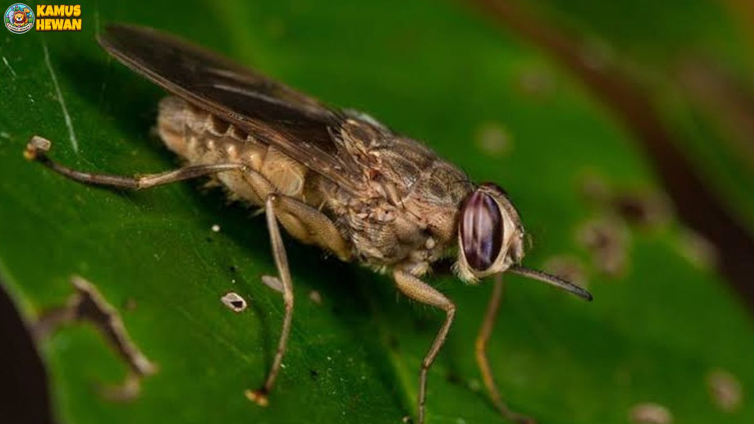 Mengenal Lalat Tsetse: Serangga Kecil dengan Dampak Besar