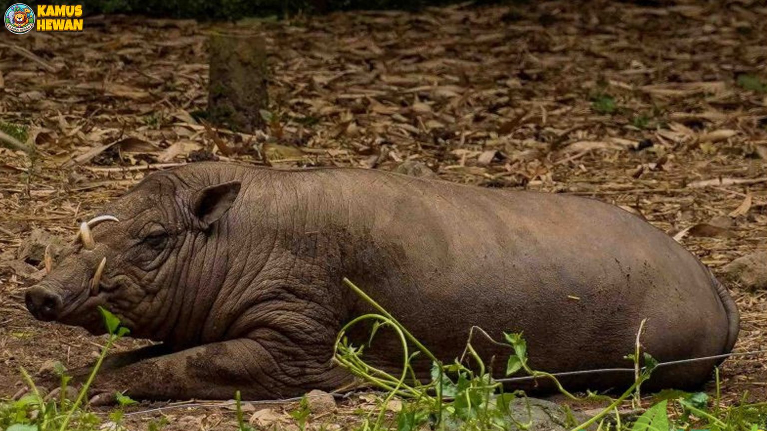 Babi Rusa: Keunikan dan Keberadaan Spesies Endemik Indonesia