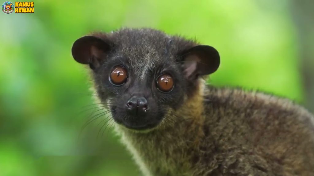 Mengenal Musang Akar: Si Kecil Lincah dari Alam Tropis