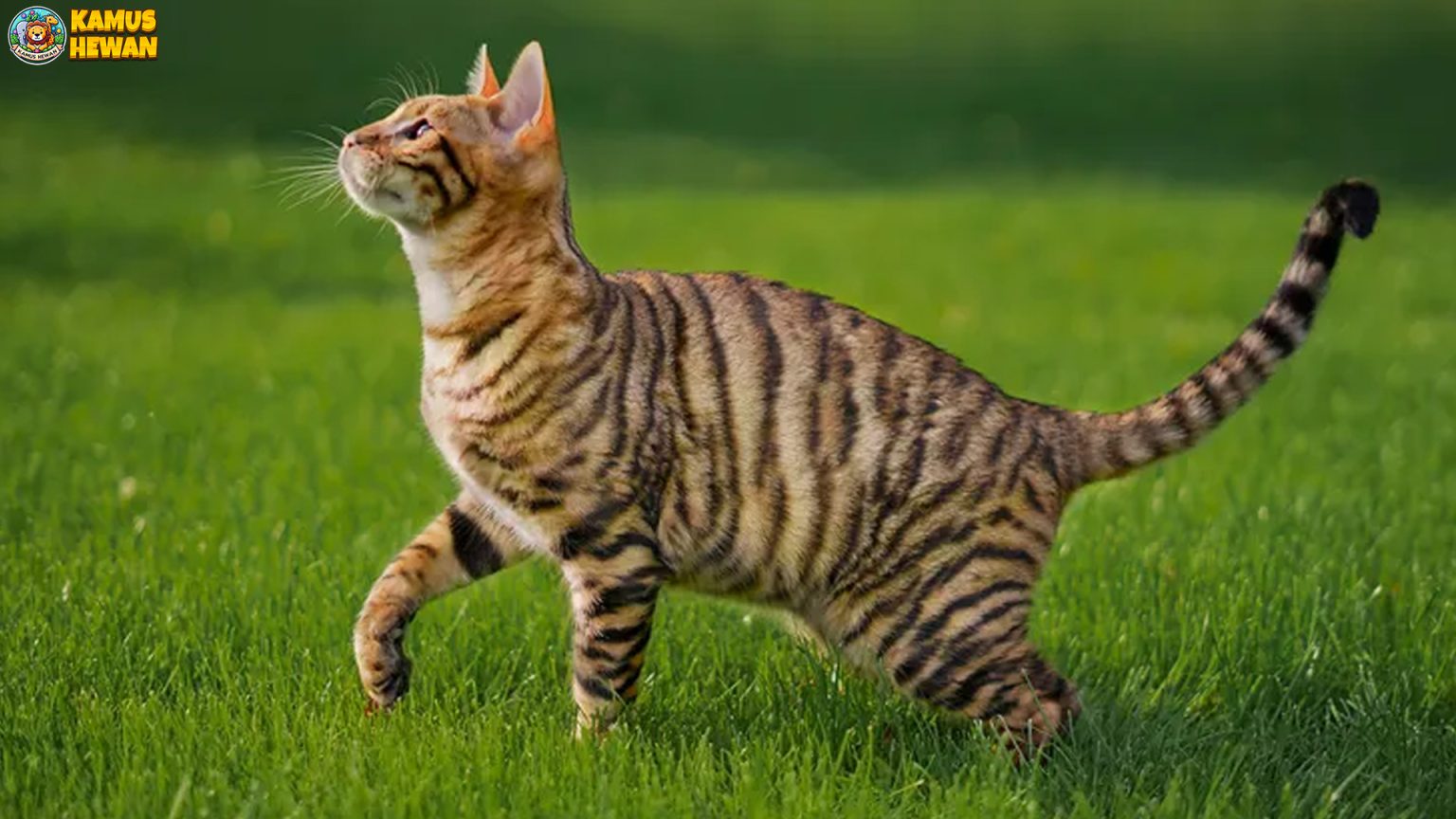 Toyger: Kucing Eksotis dengan Keindahan dan Karakter Unik